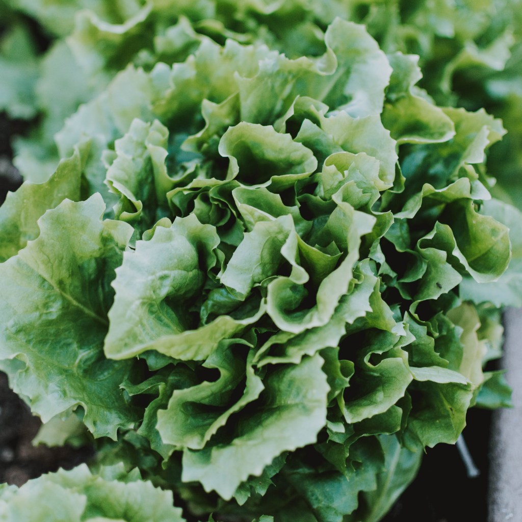 Regrow Food Scraps At Home With These Super Easy Tips