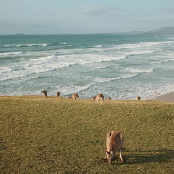 Reasons to Visit Australia Right Now